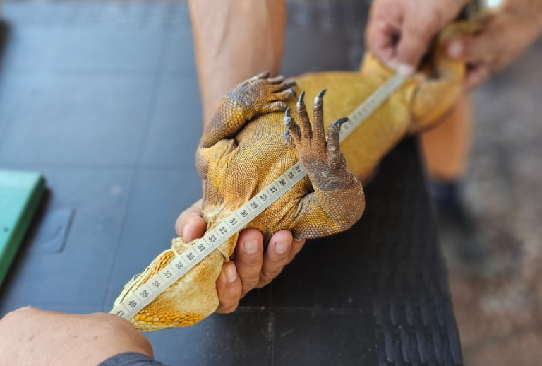 1.500 IGUANAS TERRESTRES REGRESAN A SU HÁBITAT NATURAL EN LA ISLA ...